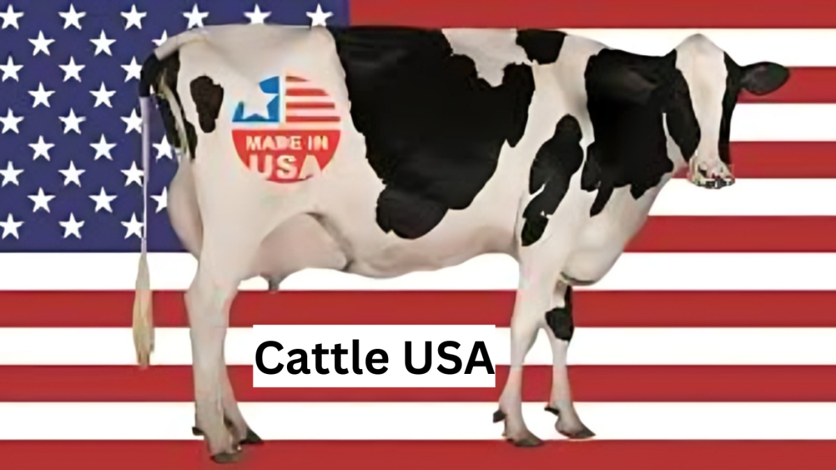 How Cattle USA is Revolutionizing the Livestock Industry
